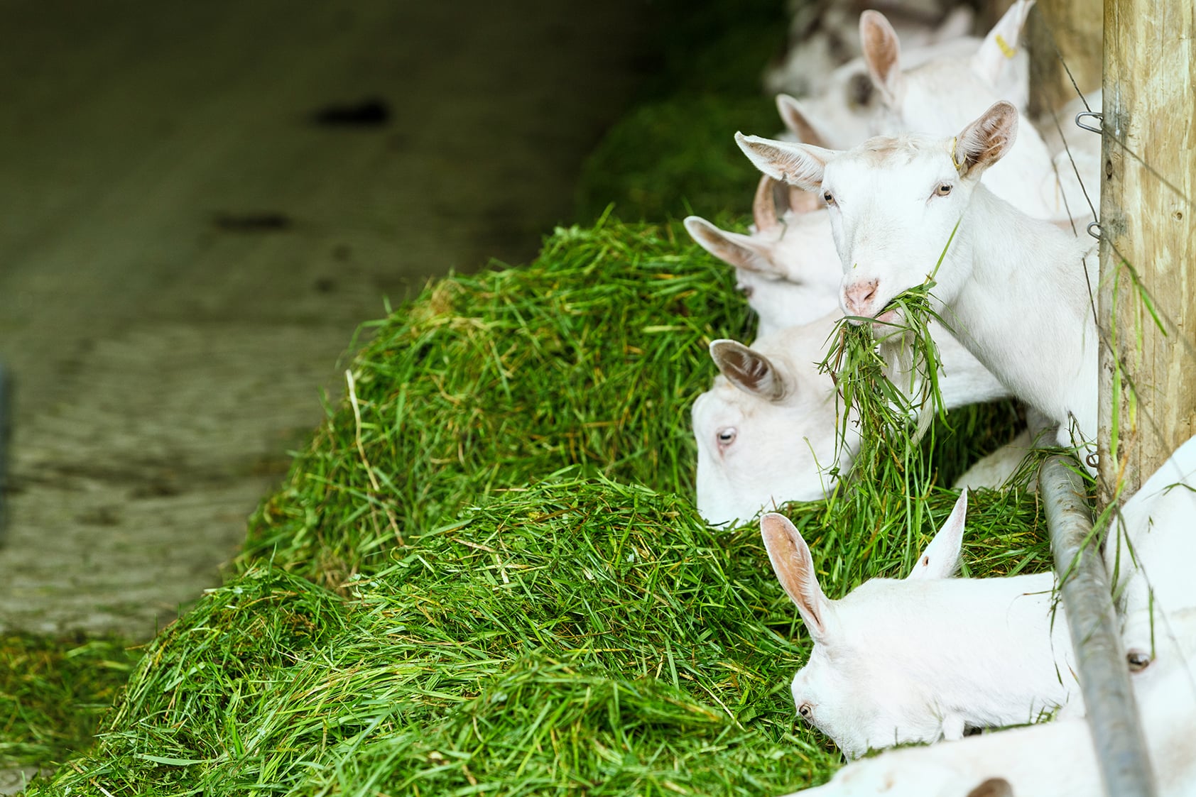 New Zealand whole goat milk powder - Dairy Goat Co-operative