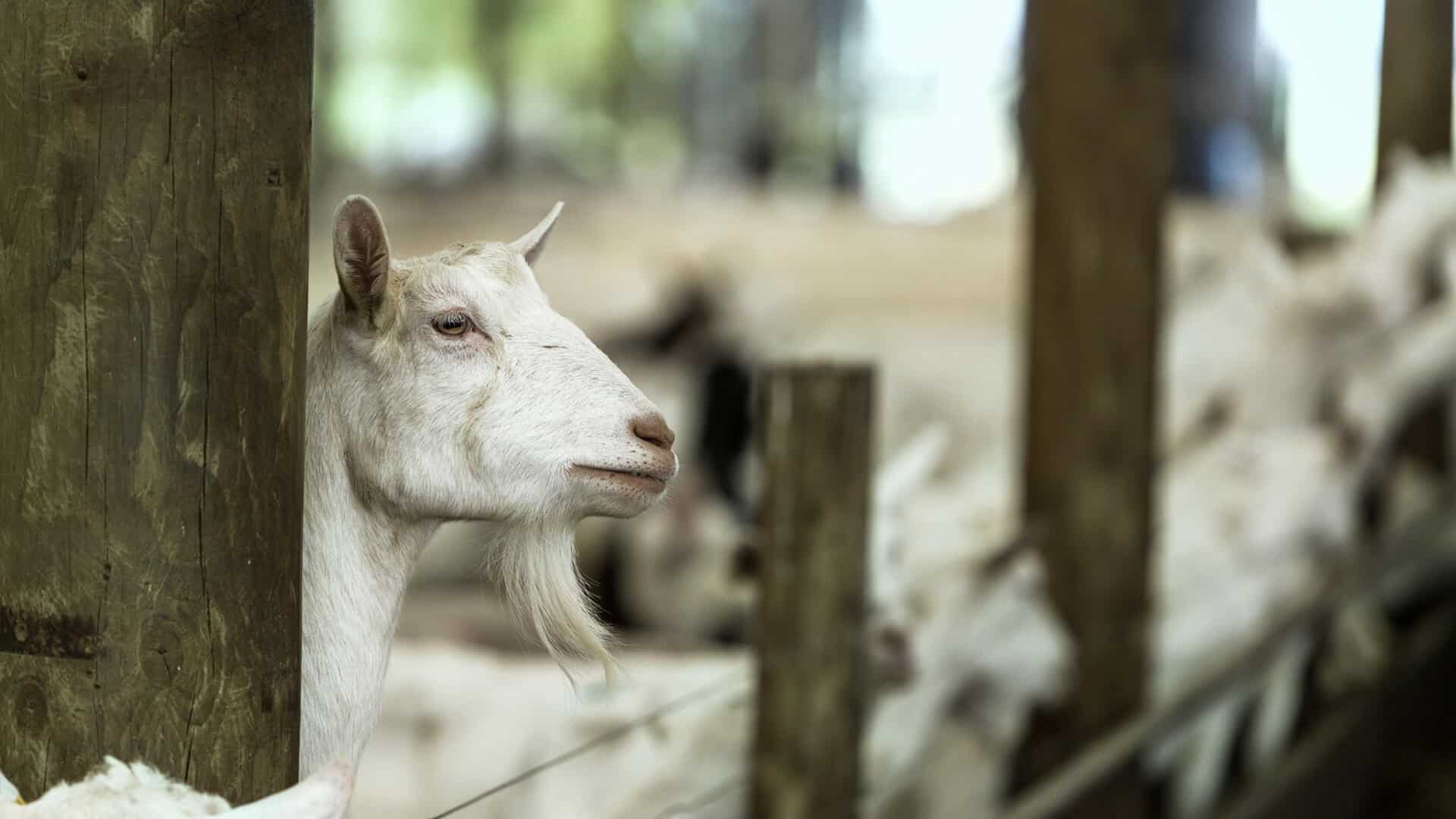 Bone Strength - Dairy Goat Co-operative