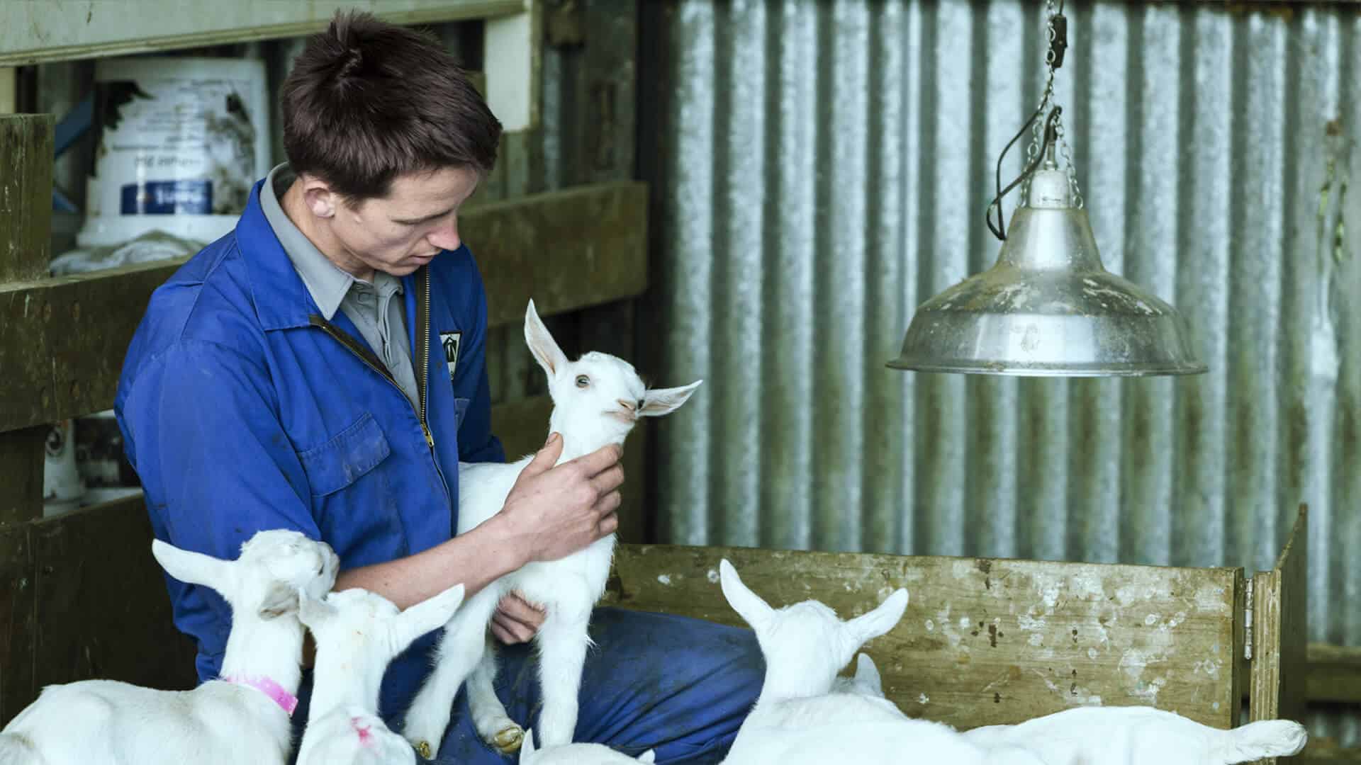 Animal welfare and health - Dairy Goat Co-operative