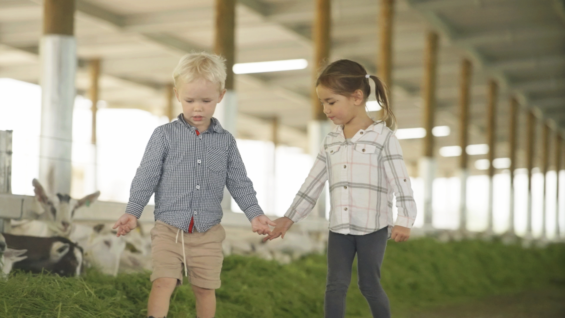 Understanding milk protein allergies - Dairy Goat Co-operative