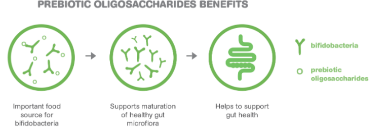 Supporting the development of a healthy gut - Dairy Goat Co-operative