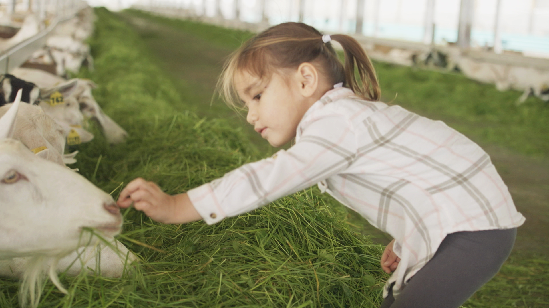 Supporting the development of a healthy gut - Dairy Goat Co-operative